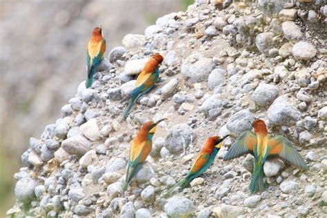 European Bee Eater Merops Apiaster Beautiful Colorful Birds Stock
