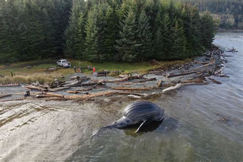 Riesiger Wal Angeschwemmt Aufgedunsener Kadaver Droht Zu Explodieren