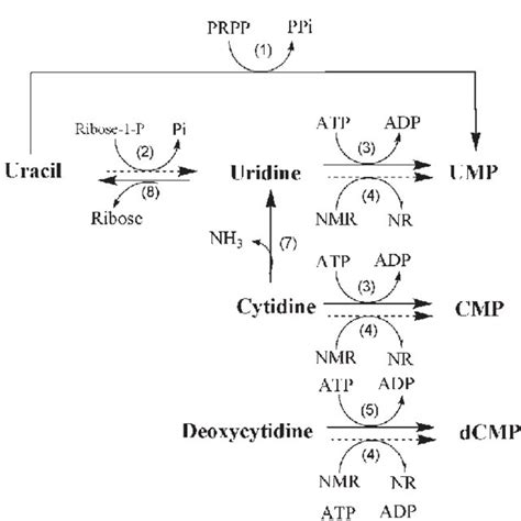 De Novo Biosynthetic Pathway Of Pyrimidine Nucleotides In Plants