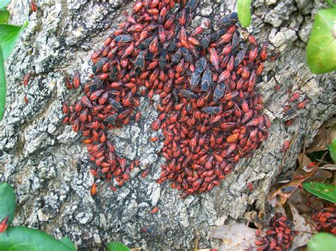 Life Cycle Of Boxelder Bugs A Fascinating Journey Unveiled Whats That Bug