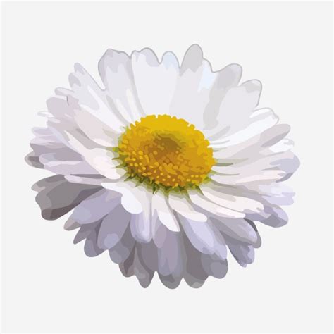 Link Tải 55 Mẫu Hoa Cúc Vector Cực Ý Nghĩa