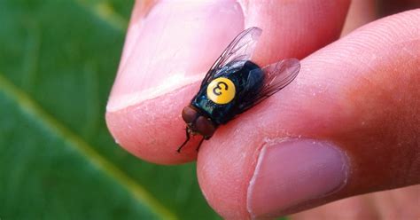 How The Sex Life Of Screwworm Flies Saved Billions Cnet