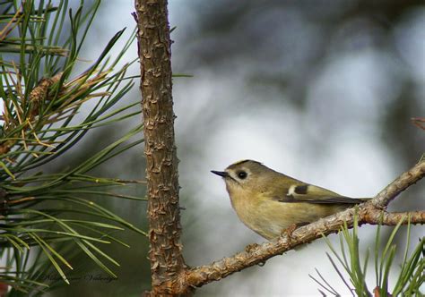Крохи корольки: chuvashia_birds — LiveJournal