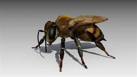 Honey Bee Animated