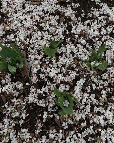 Marianne Sciberras Mariannestwist • Instagram Photos And Videos