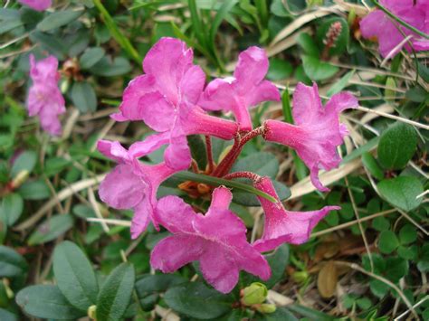 Frumusetile Naturii Smirdar Bujor De Munte Rhododendron Kotschyi