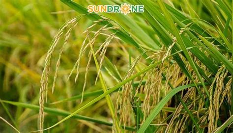 Giống Lúa St25 Đặc Điểm Năng Suất And Cách Trồng Hiệu Quả Giống Lúa St25 Đặc Điểm Năng Suất And Cách Trồng Hiệu Quả