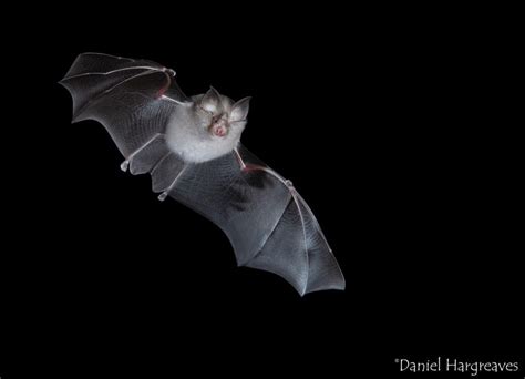 Hunting Style What Are They And Why Do Bats Use Them