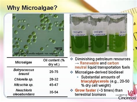 Maximizing Lipids Productivity Of Microalgae For Biofuels Production