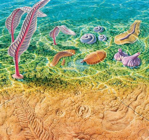Life In The Ediacaran 635 To 541 Million Years Ago