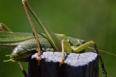 Free Picture Grasshopper Green Locust Insect Wildlife Mantis