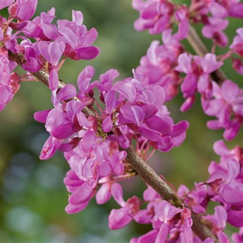 Cercis Forest Pansy