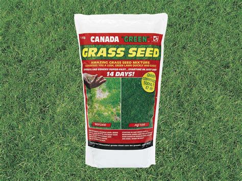 What Is Canada Grass Seed At Eve Collie Blog