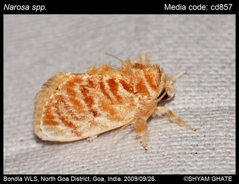 Narosa Spp Walker 1855 Moths