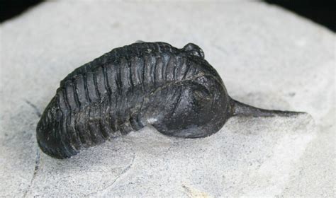 New Species Of Morocconites Trilobite 4912 For Sale