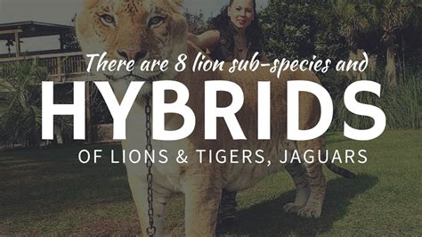 Real Lion Hybrids And Mixes Jaglion Liger Tigon Liliger And Leopon