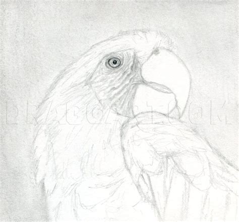 Realistic Drawings Of Parrots