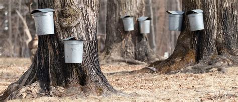 Maple Sap