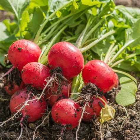 Raddish Bunch Glavocich Produce