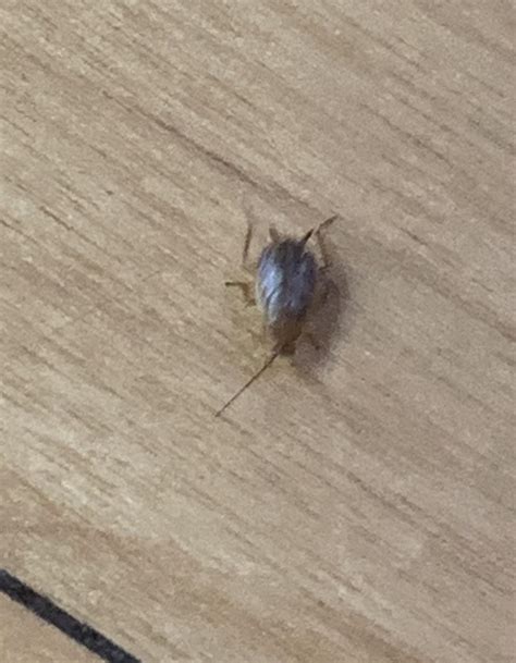Tiny Roach R Whatisthisbug