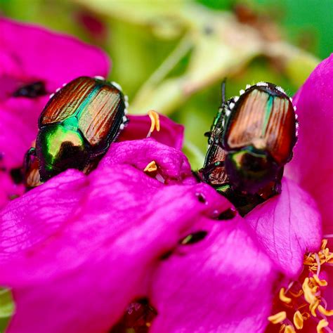 Non Native Invasive Insects To Watch For In Sc The Pest Force