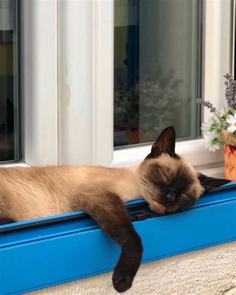 Windowkitty When You Had A Really Good Friday Night Taken In Pécs Hungary By Falikobanni