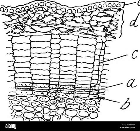 Agricultural Botany Theoretical And Practical Botany Economic