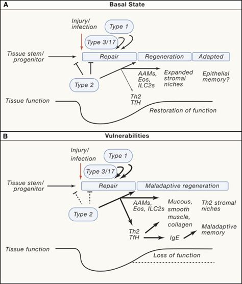 The Ins And Outs Of Innate And Adaptive Type 2 Immunity Immunity