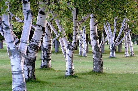 How To Grow And Care For A Black Birch Tree