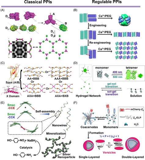 Protein Nanostructures Based On Ppis With The Illustrations Of Related