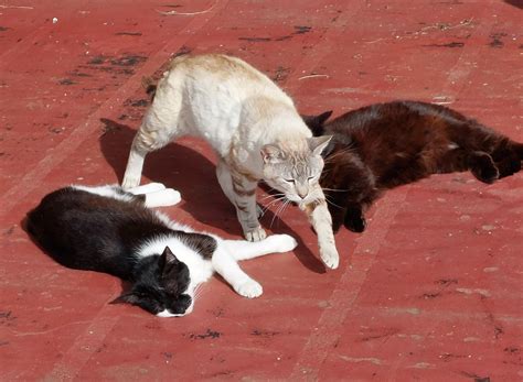 907 Best Double Kill Images On Pholder League Of Memes