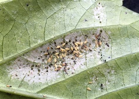 What Are Thrips And How To Kill Them