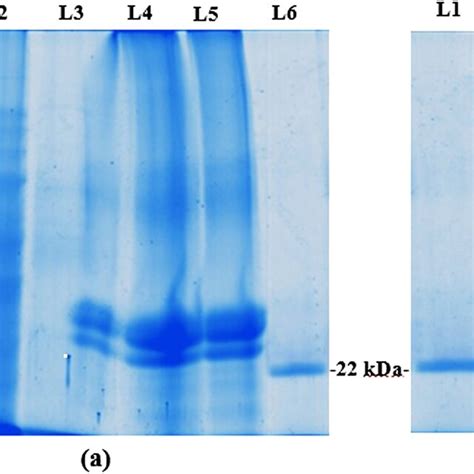 Sds Page Showing Purified Protease Inhibitor Compound A L1—protein