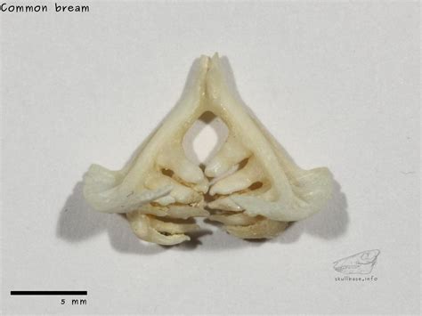 Common Bream Skull Base