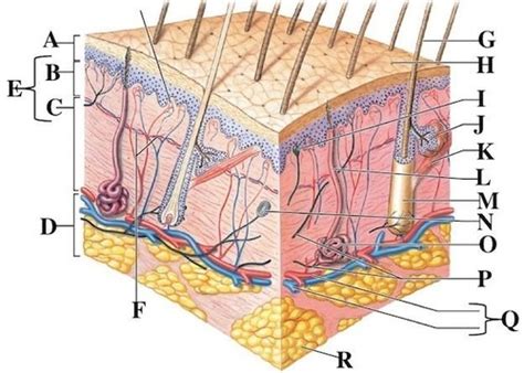 Anatomy Final Quiz Questions Flashcards Quizlet