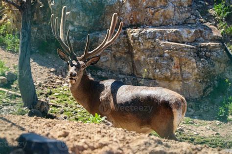 Longhorn Deer Walking In A Nature Park Photo Of Deer Roaming On A