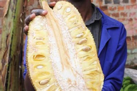 Africké Trhy V Táboře Kudy Z Nudy