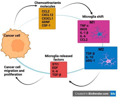 Tumor Microenvironment