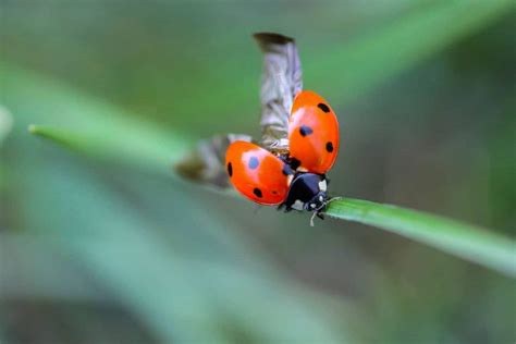 9 Ladybug Colors What Colors Can Ladybugs Be Pictures Fauna Facts