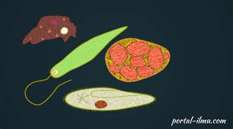 Pengertian Protista Ciri Ciri Jenis Dan Penjelasan Lengkap Portal Ilmu Com