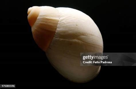 Shell Computing Photos And Premium High Res Pictures Getty Images