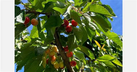 Rain Impacts Early Cherry Harvest In Central Chile