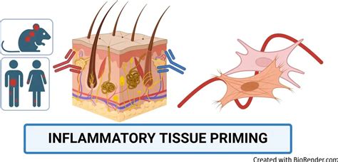 Stromal Regulation Of Inflammation In Pemphigoid Diseases Institute