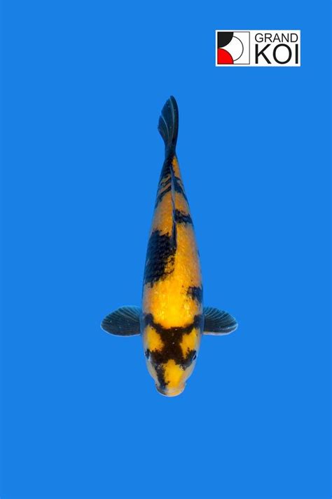 Gin Rin Ki Utsuri Grand Koi Llc