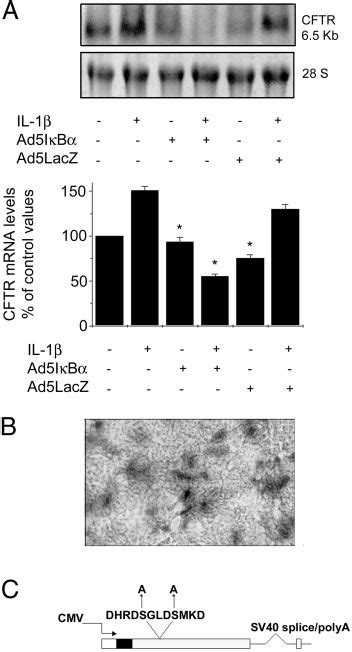 Dominant Negative Ib Blocks The Cftr Mrna Stimulation Induced With Download Scientific Diagram