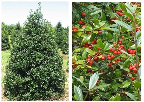 Foster Holly — The Garden Kingdom