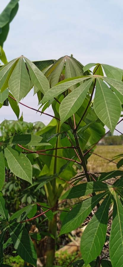 Cassava Leaves Is A Type Of Plant That Is Delicious Cooked As A