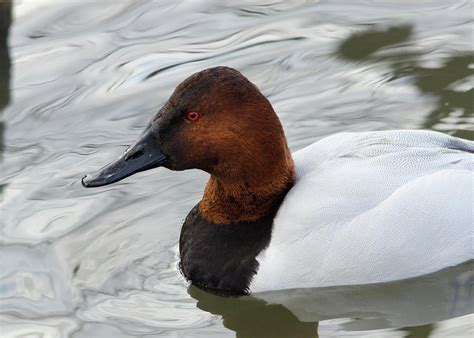 Canvasback Duck Photograph By Allen Skinner Fine Art America