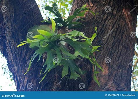 Staghorn Fern Growing In A Tree Stock Image Image Of Beauty Tree