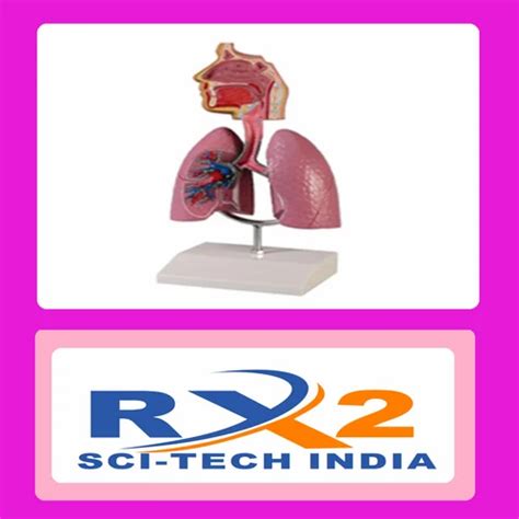 Asthma Model Human At Rs 7000 Medical Models In Noida Id 2851561084533